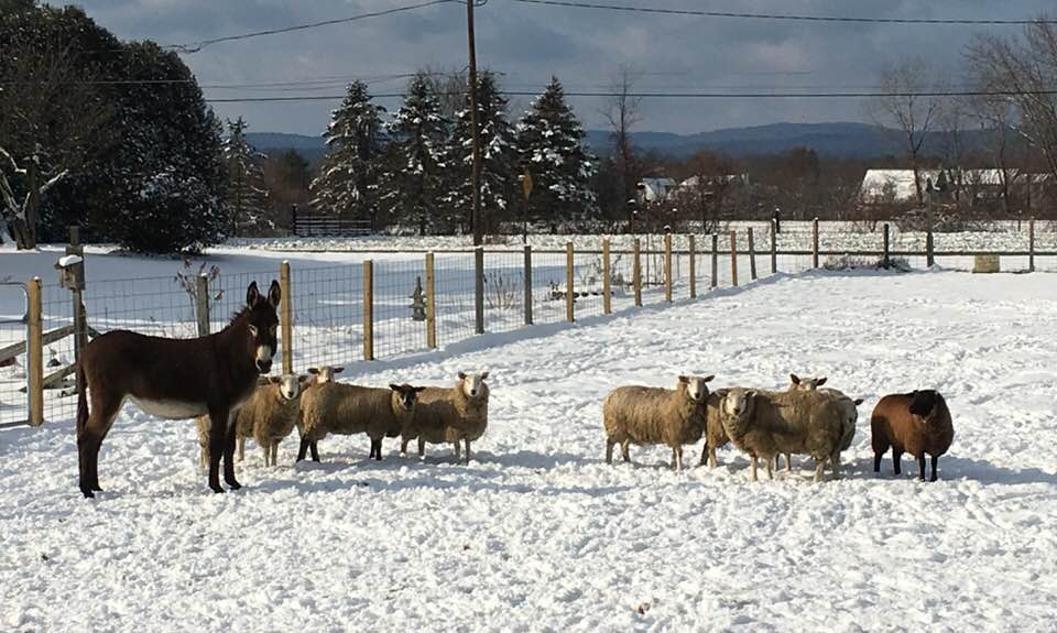 Little Brook Farm » How to reach us